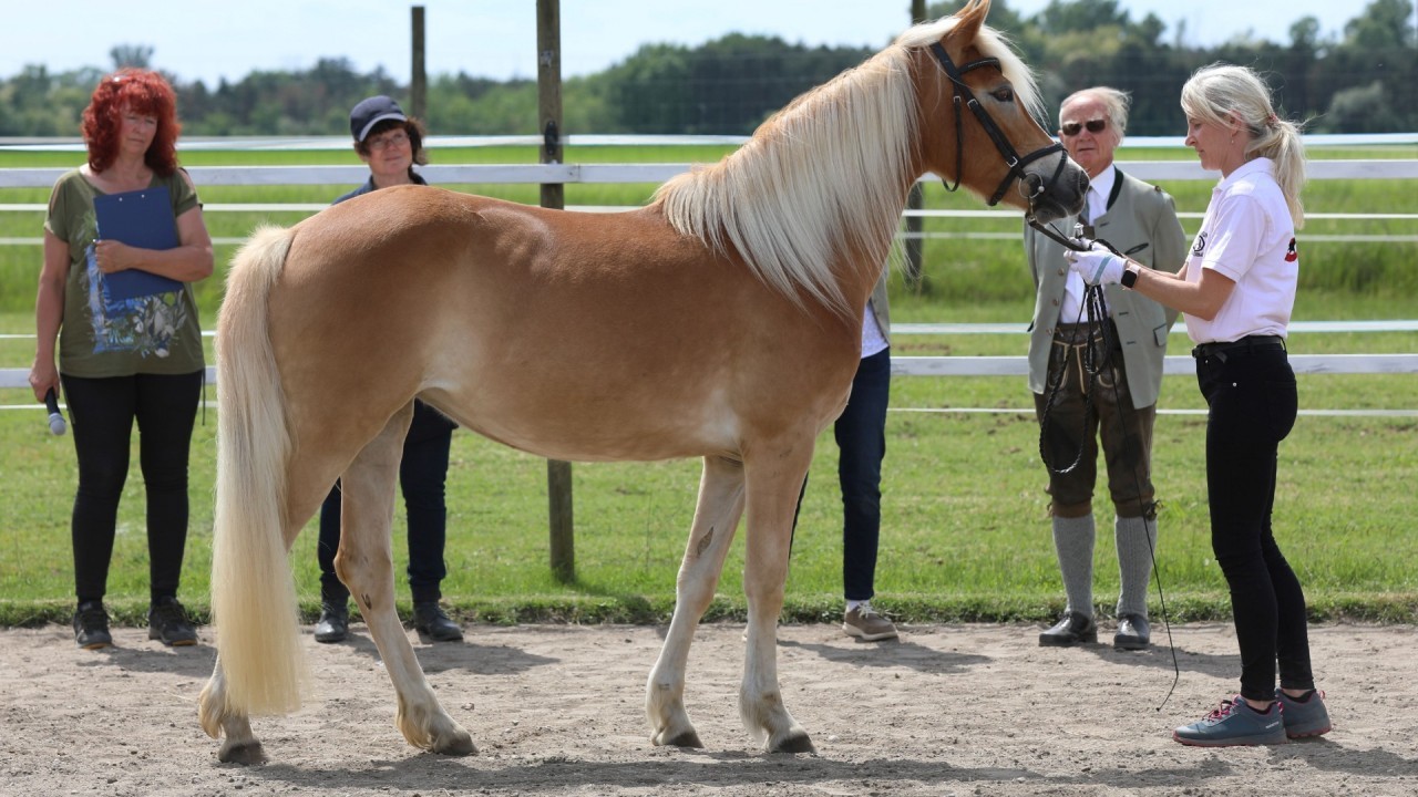 Aktuelles | Araber-Haflinger